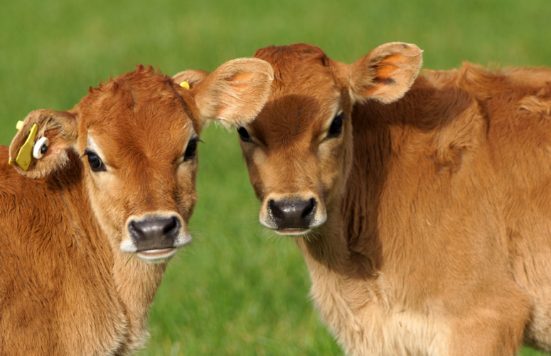 3 passos para garantir bezerros mais pesados ao desmame