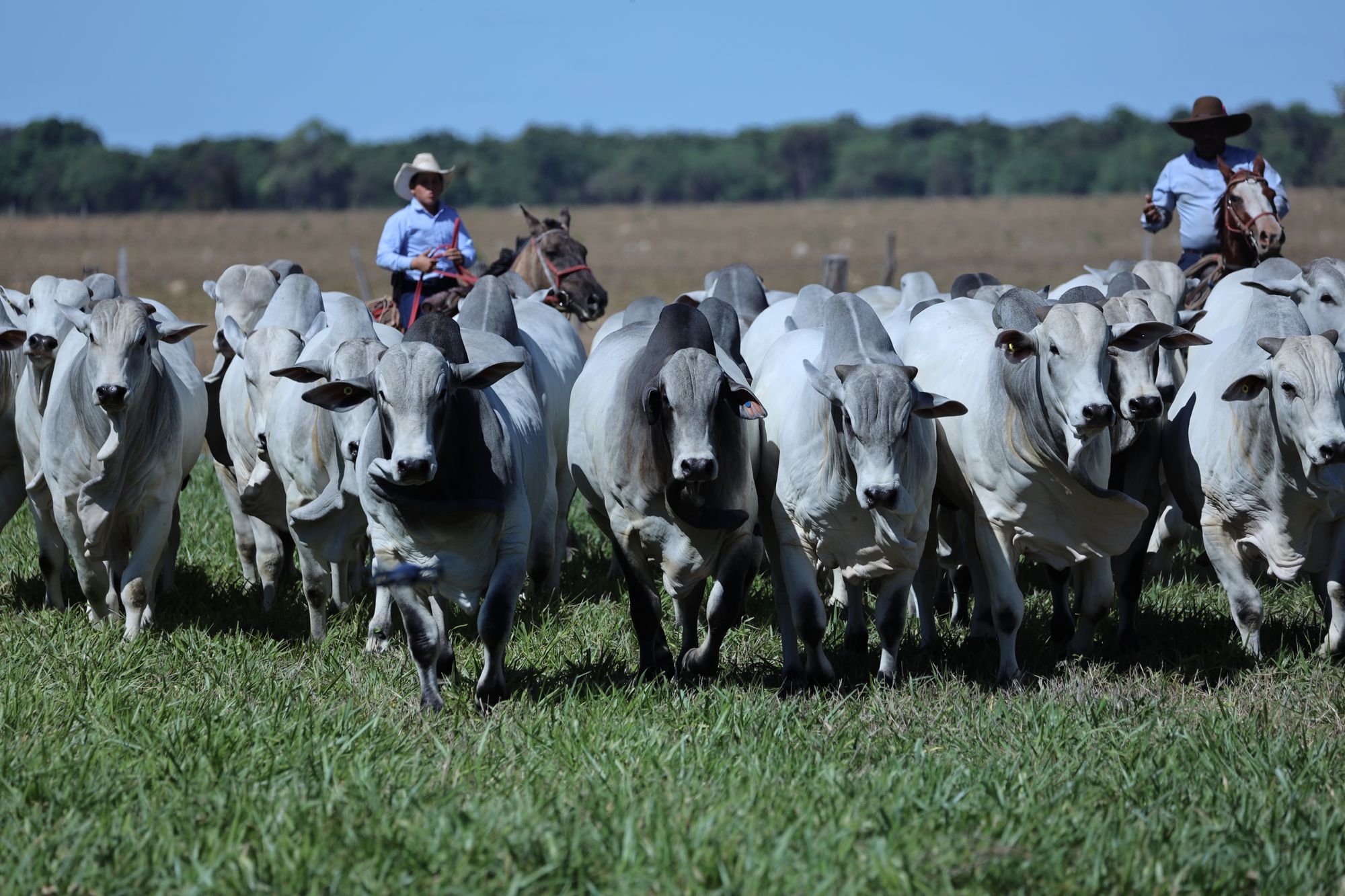 Nelore Marcondes: Alta performance e criação a pasto