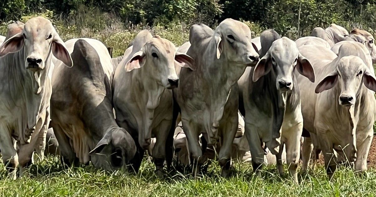 Tabapuã, o primeiro gado genuinamente brasileiro!