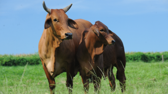 Raça Sindi: Uma História de Resistência e Produtividade na Pecuária ...