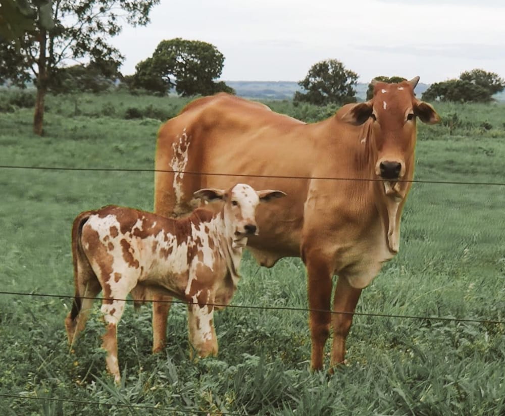 Nelore Pintado: Descubra a fascinante história por trás dessa raça ...